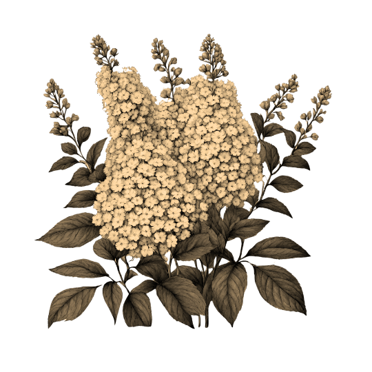 Création d'identité visuelle • Dear Sunflower, studio graphique engagé